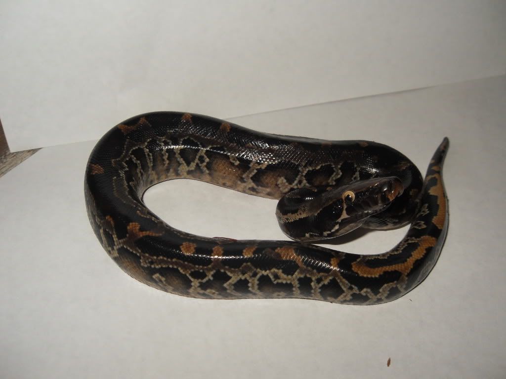 Black Blood Pythons | Reptile Forums