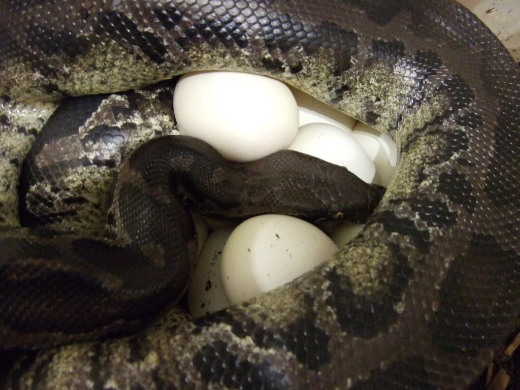 Trio of Black Blood Pythons | Reptile Forums