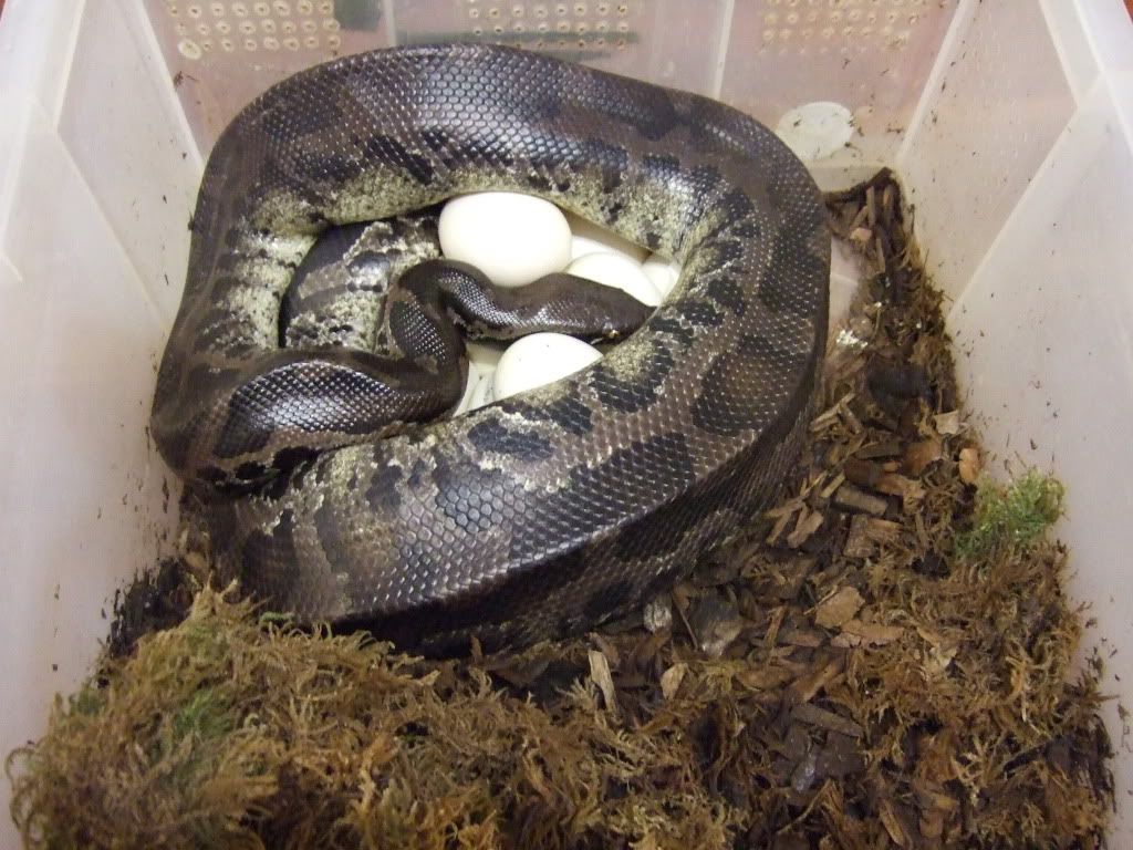 Trio of Black Blood Pythons | Reptile Forums