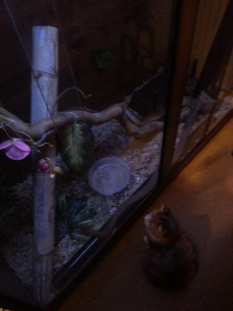 Macklot's Python care sheet | Reptile Forums