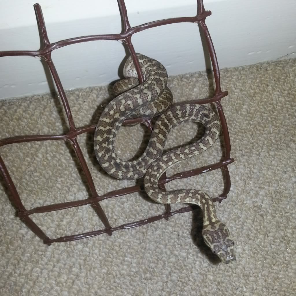 ** Carpet Python Thread ** | Page 78 | Reptile Forums