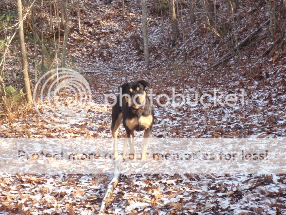 Kahlua turned 1 today!! | Doberman Forum : Doberman Breed Dog Forums