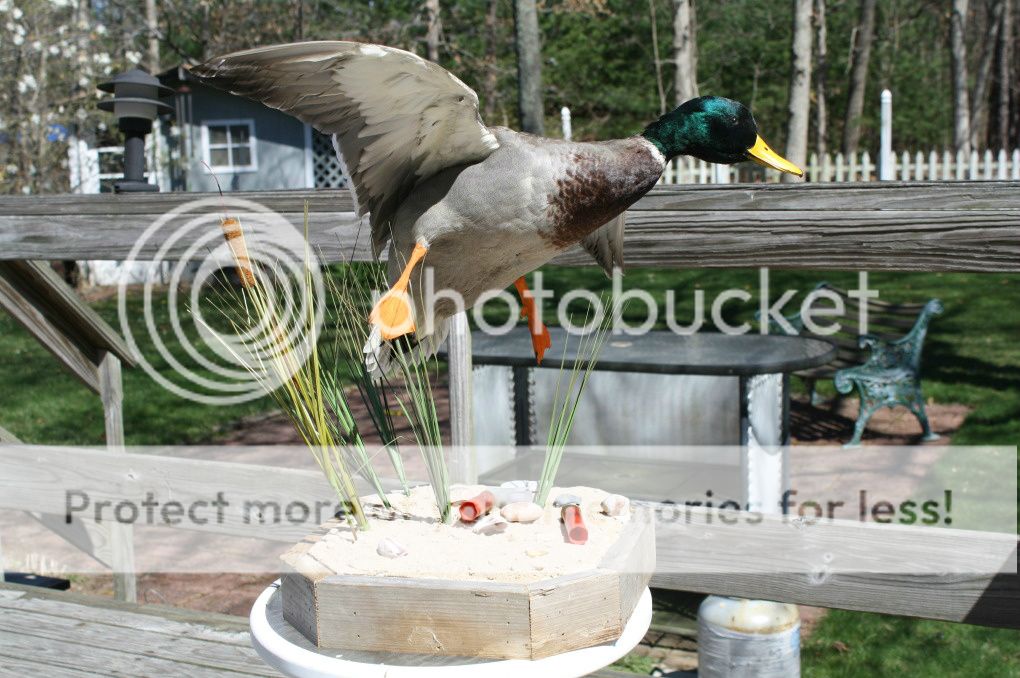 Off Season Projects | Duck Hunting Forum